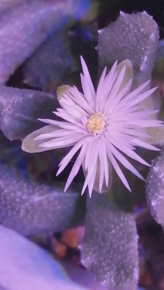 Суккулент стоматиум цветет