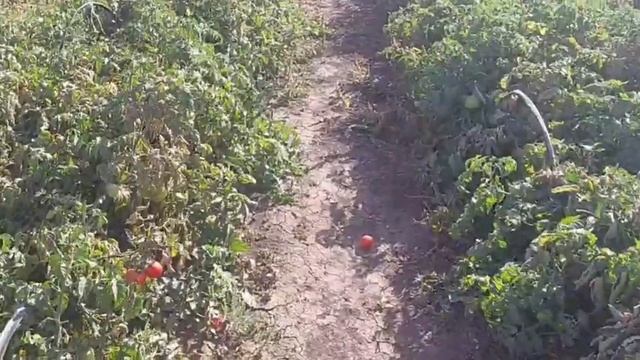 Дневник агронома №17 Последние помидоры сезона.