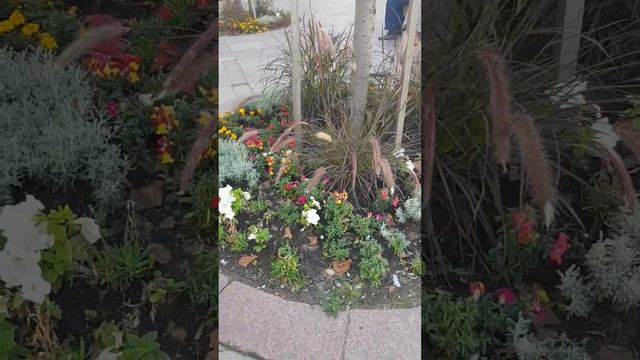 Цветущая аллея у Гостиного двора