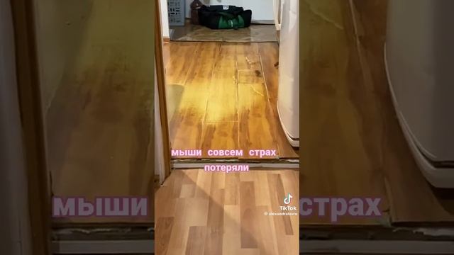 Мыши дрифтеры