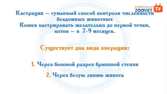 Кастрация кошек и собак