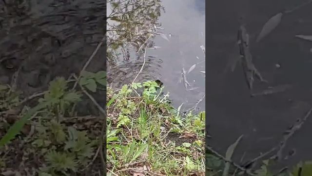 Потерявшийся утёнок. Милый пушистик