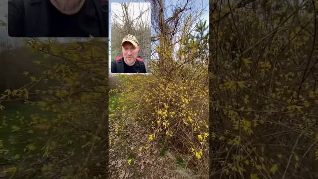 Форзиция - шикарный весенний кустарник #питомник #лаванда #агроном