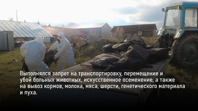 Оспа овец и коз - особо опасная болезнь