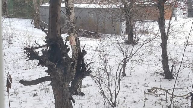 синицы кушают сало