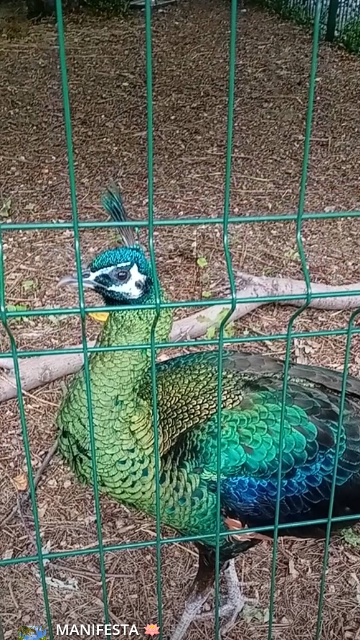 Красавчик Павлин 🌈 Екатеринбург 😍 Зоопарк 2024 ❤️ 🩵 💜 💚 музей редких видов животных 🥰