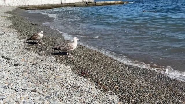 Ливадия пгт. Пляж «Дельфин». Солнце, чайки, море. 3-4 октября 2024. Крым. Livadia. Yalta.