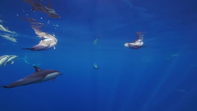 Sounds of Dolphins, whales wih Mozart - classical Sleep Music for children Brain