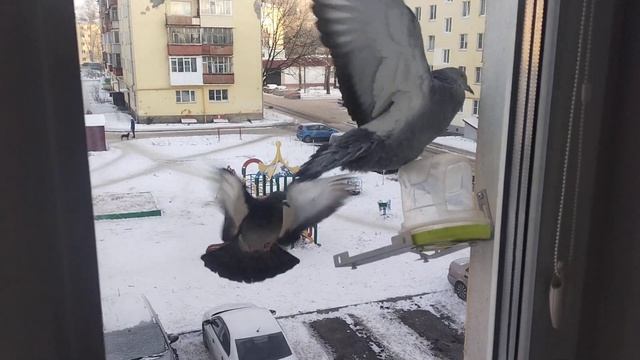 Кормушка для птиц. Правда, на таких птеродактилей она не расчитана