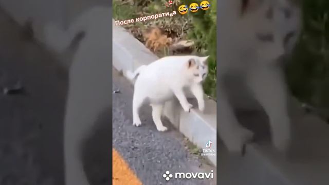 17 июля 2023 г.