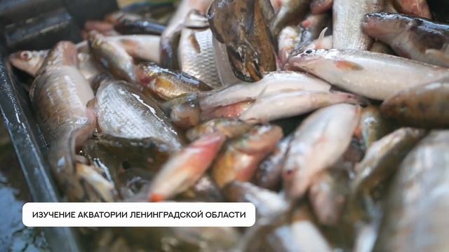 Государственная ветеринарная служба Ленинградской области в ногу со временем