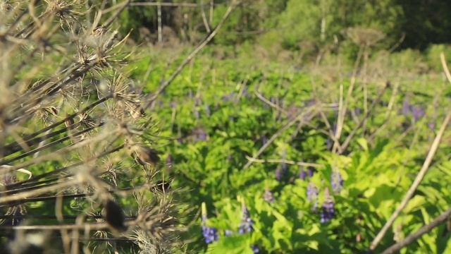 Времена года. Июнь