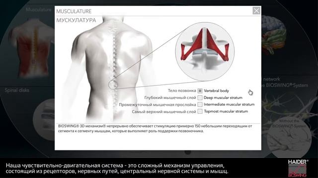 Рабочее кресло BIOSWING® с ортопедической системой - ваш персональный тренер