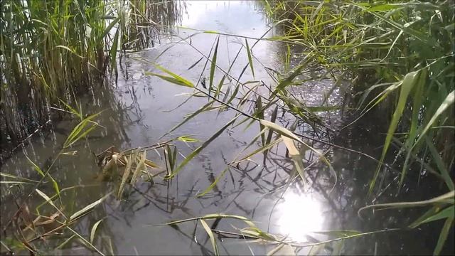 Новые стартовые корма для карпа, сделанные в Сибири. Корм для малька карповых рыб - "Акватех".