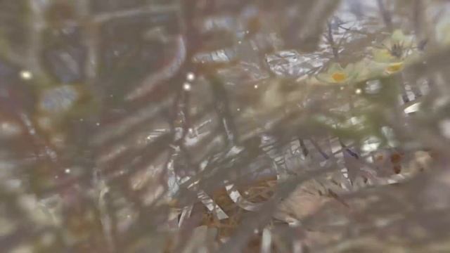 РАННЯЯ ВЕСНА