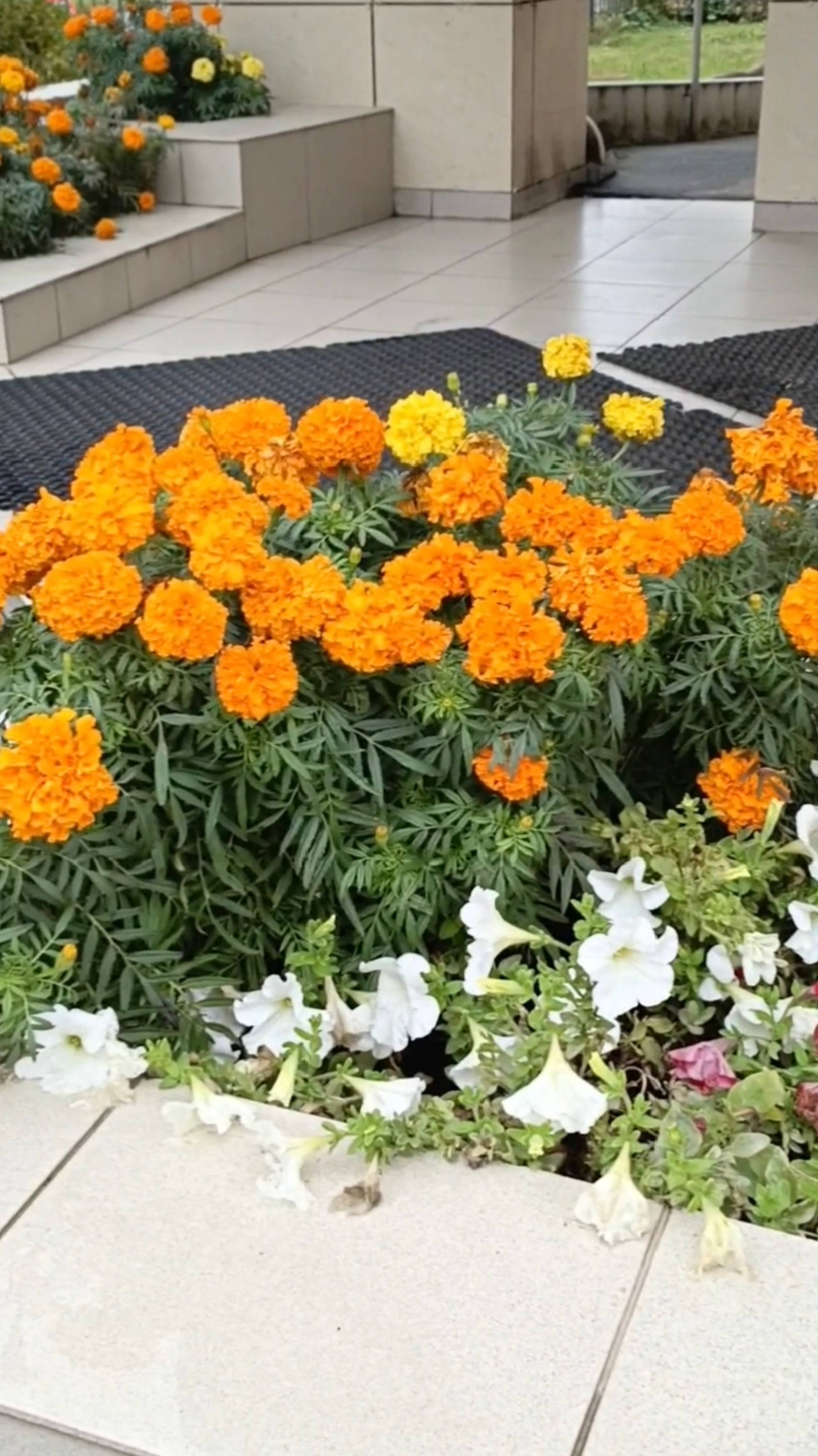 Стихи о прекрасных осенних цветах краски осени