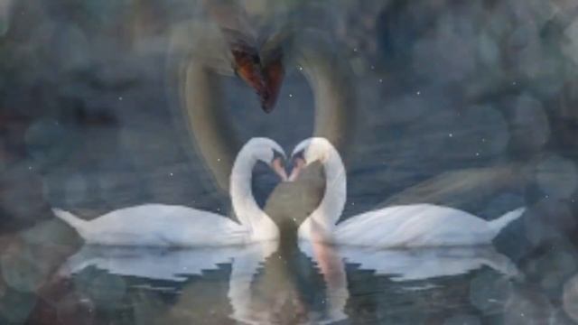 Грация лебедей