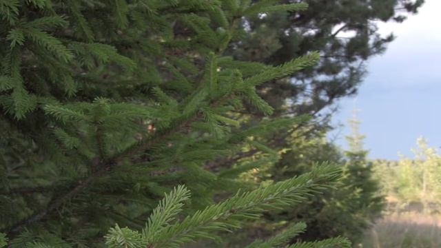 Времена года. Июль.