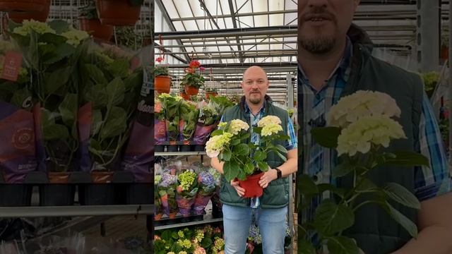 Поздравляем с 8 марта #shorts #питомник #тимирязевский #8марта #nursery #plants