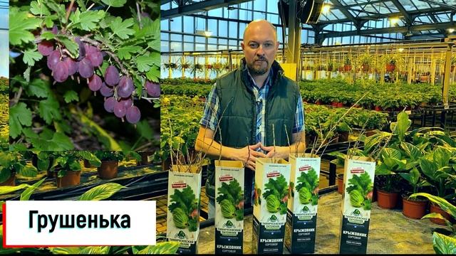 Лучшие сорта бесшипого крыжовника от Тимирязевского Питомника в сезоне 2022