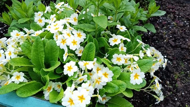 Xiaomi Redmi Note 11 Pro+ 5g