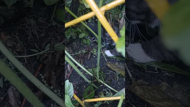 Кошка поймала голубя