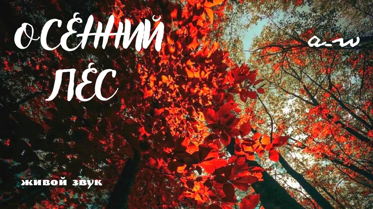 аНДРЕЙ жАБИН - Осенний лес (Live)