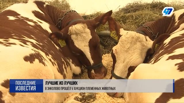 V аукцион племенных нетелей в дер. Энколово