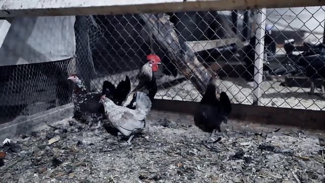 Высокопатогенный грипп птиц и его опасность для человека