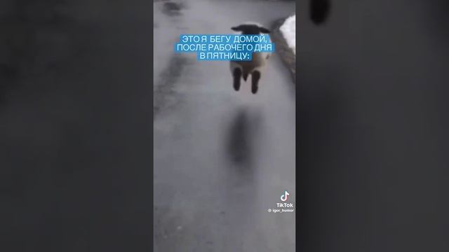 очень смешные попрыгушки