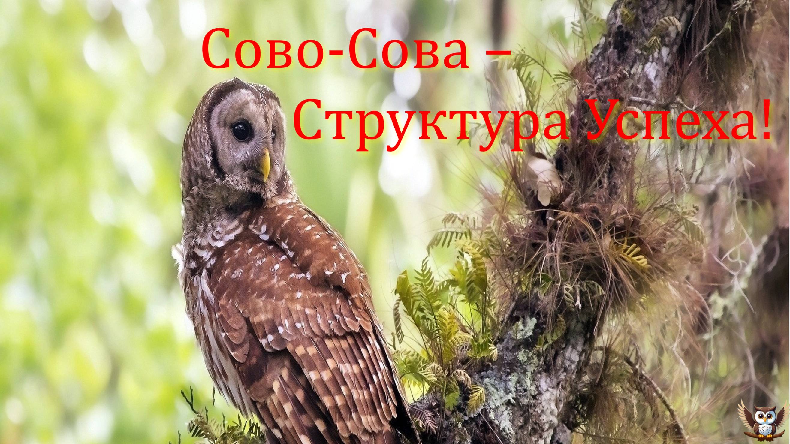 Презентация компании Сово-Сова. В. Быстрицкий. 12.10.2022 г.