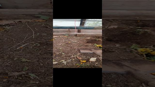 Осенние хлопоты