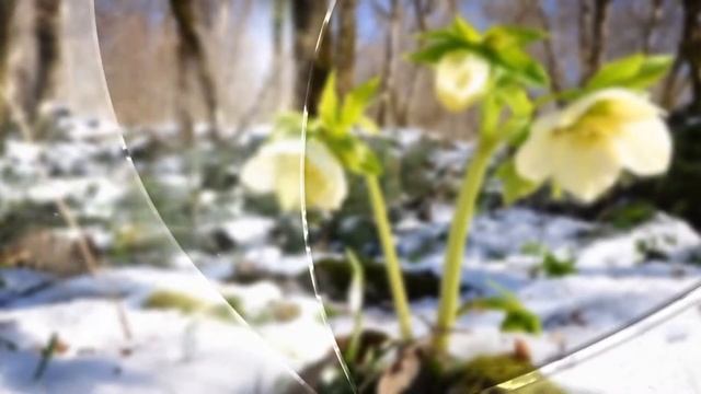 Весенние цветы