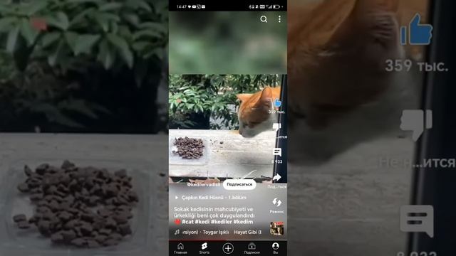 очень грустненький котик