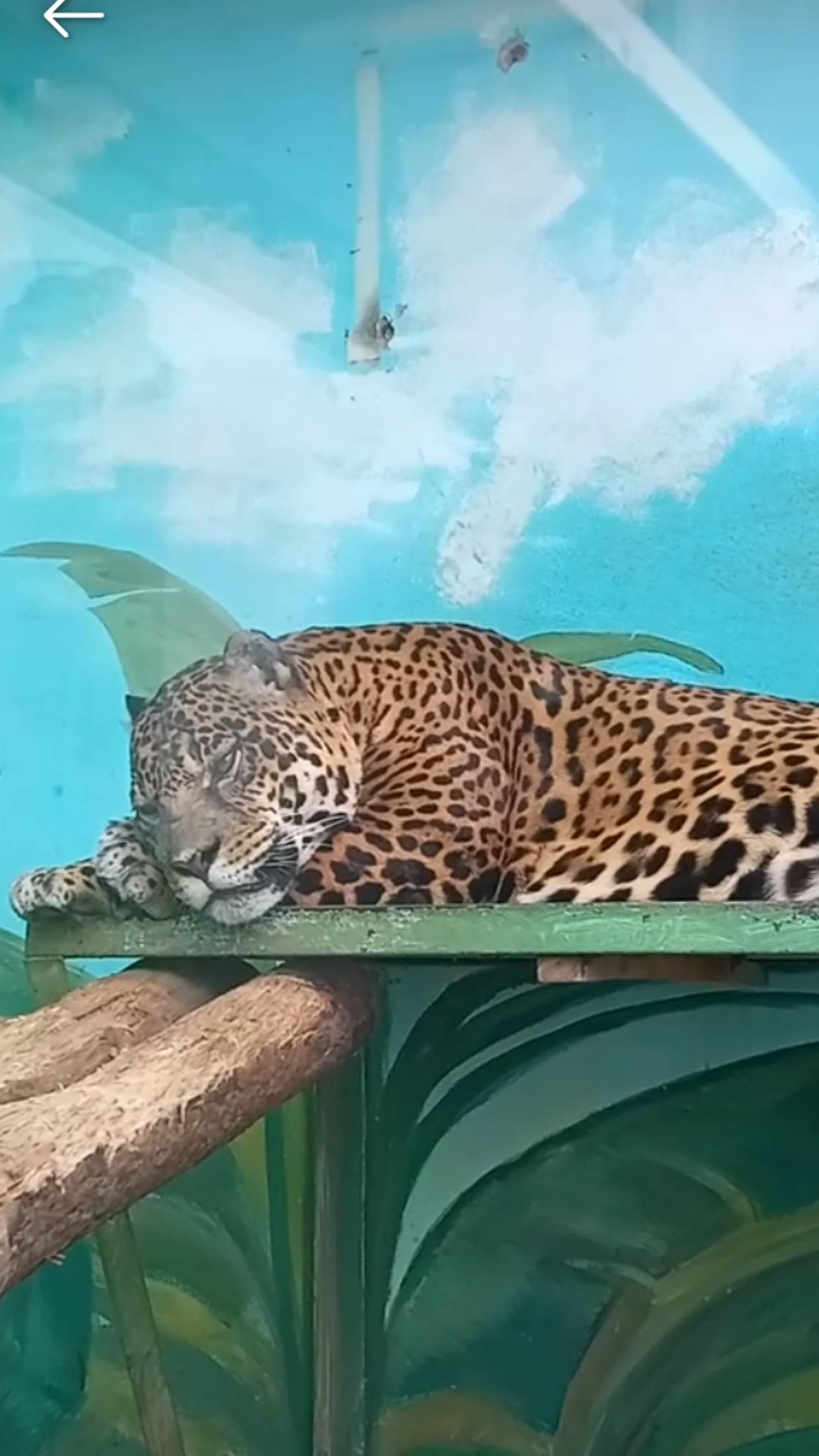 Красавец Ягуар ❤️ Музей редких видов животных 🥰 Зоопарк Екатеринбурга 2024