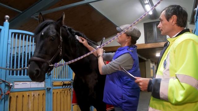 Работа ветврачей в конюшнях Всеволожского района