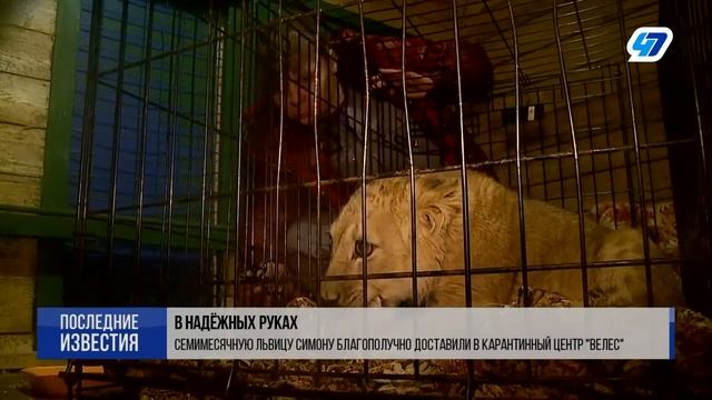 Львица Симона переехала в карантинный центр диких животных «Велес»