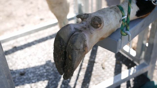 Обрезка копыт