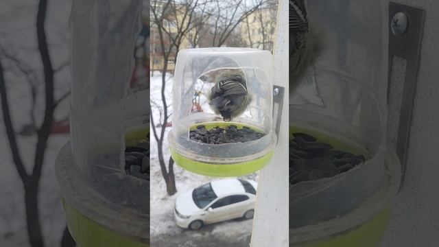 Кормушка на окне