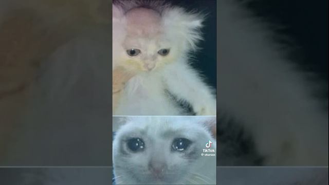 побрил коту голову и скрылся