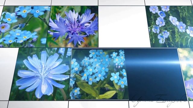 Полевые цветы