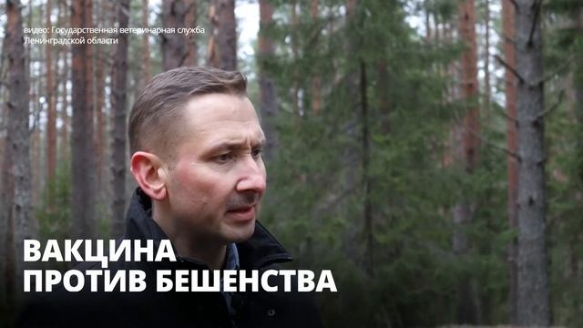 ЛЕН ТВ 24 - В лесах Ленобласти разложили более миллиона доз вакцины от бешенства
