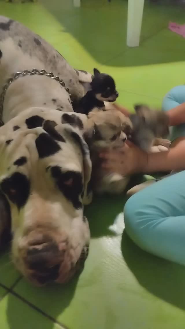 У нашего дожки завелись блошки😱