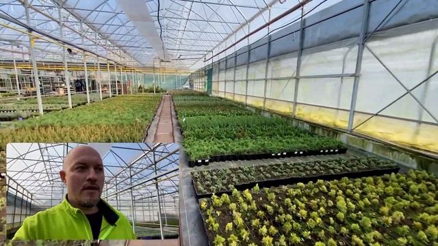 Питомник Лаванда - что мы готовим к весеннему сезону