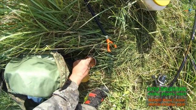 Ловля карася для живца. Рыбалка в Псковской области.