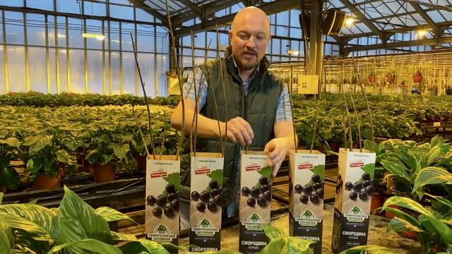 Чёрная смородина - сорта из весеннего ассортимента.