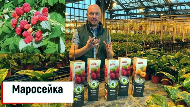 Малина крупноплодная в коробке от Тимирязевского Питомника