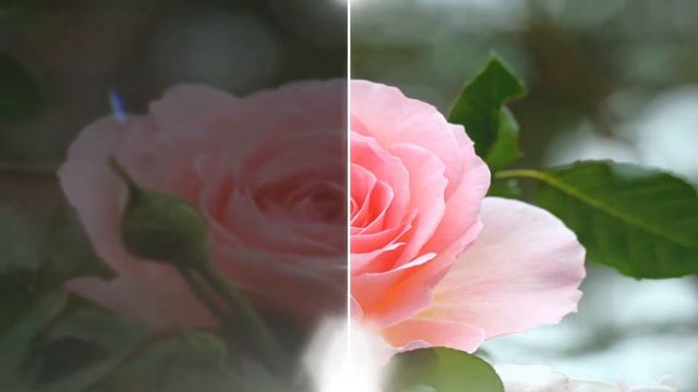 За красоту мы любим розы