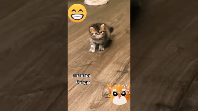 авторитет))))