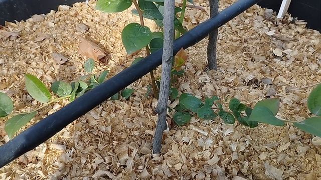 Как быстрее размножить новые сорта голубики